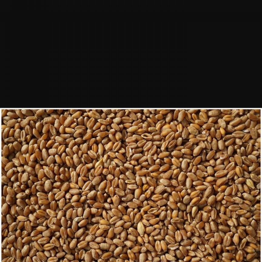 Продам пшеницу мягкую, сухая