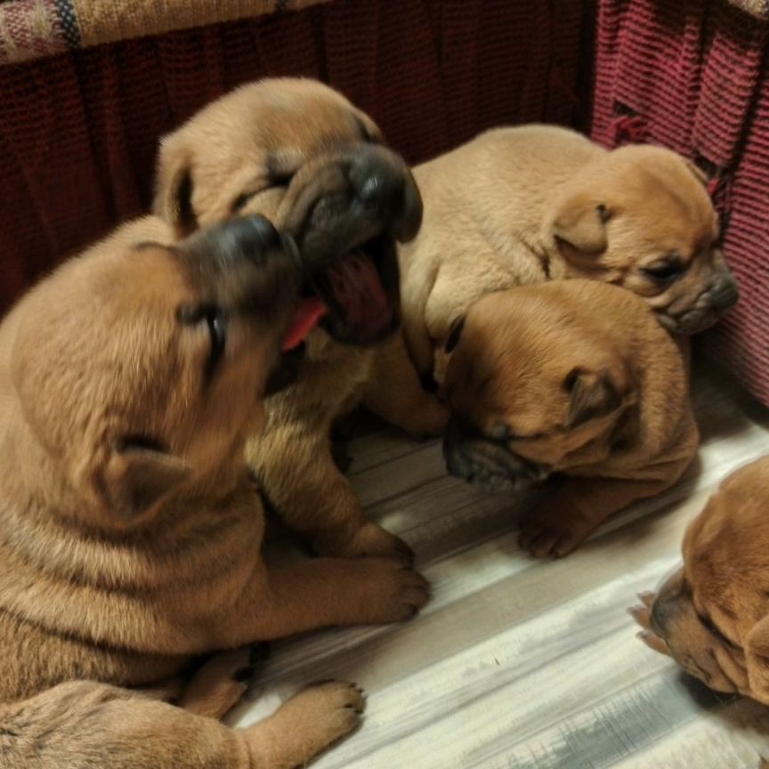 Шарпей, щенок