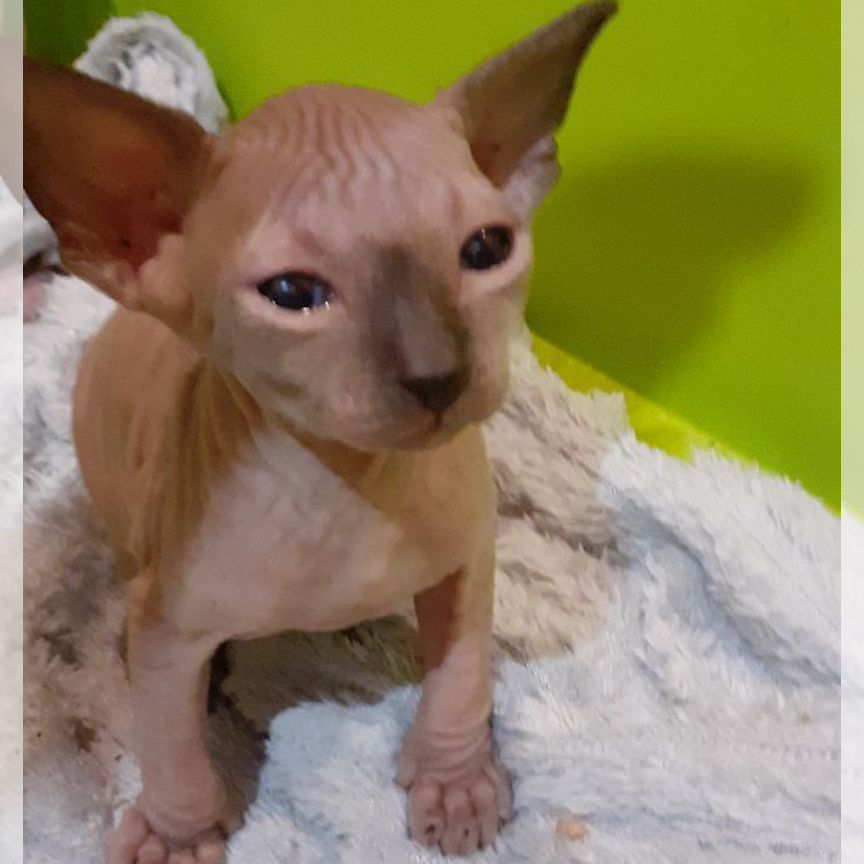 Канадский сфинкс котёнок