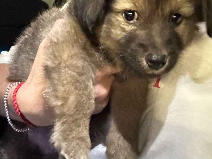 Собака в добрые руки отдам бесплатно