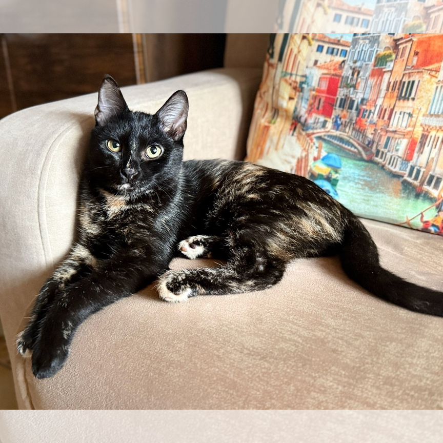 Котёнок от частного владельца