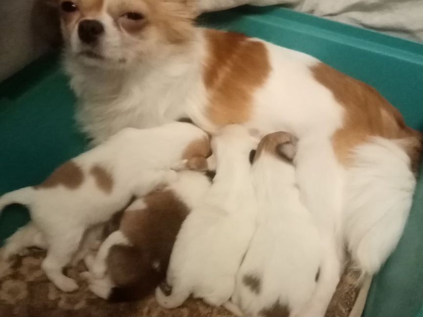 Щенки чихуахуа бронь