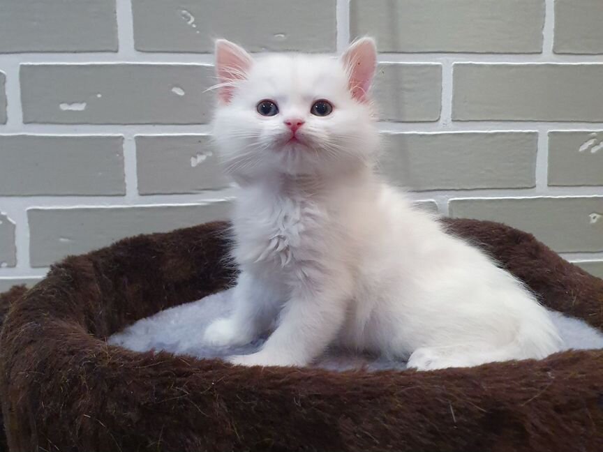 Сибирские малыши