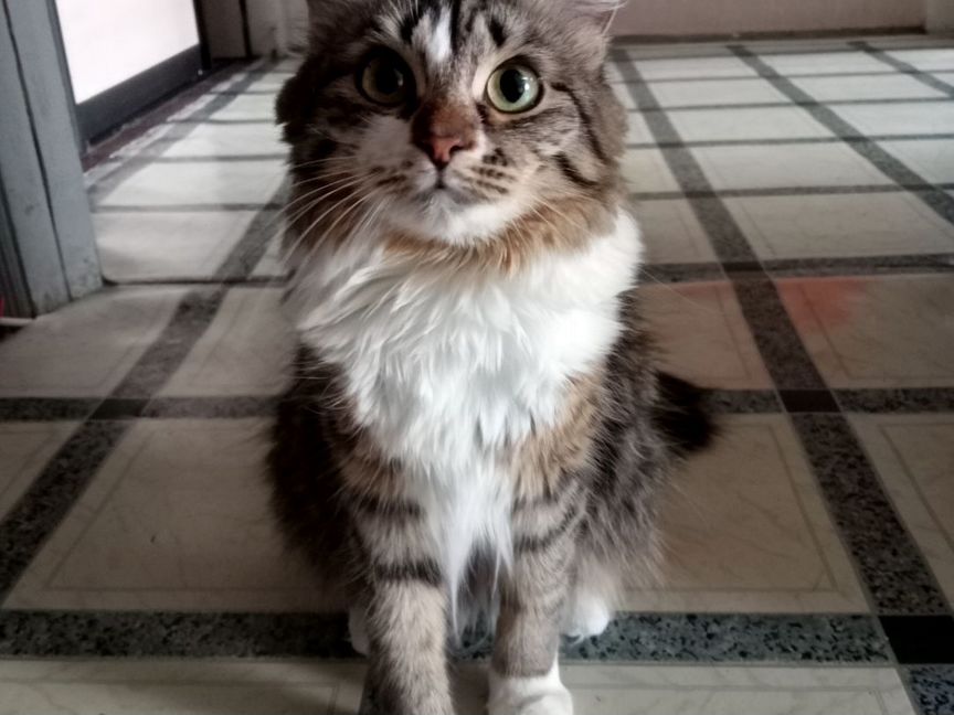 Нужен котик в гости к кошечке