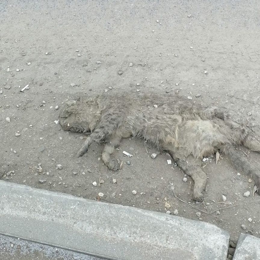 2 кота на трассе, третьего раздавила машина