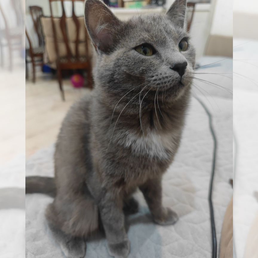 Отдам молодого котика