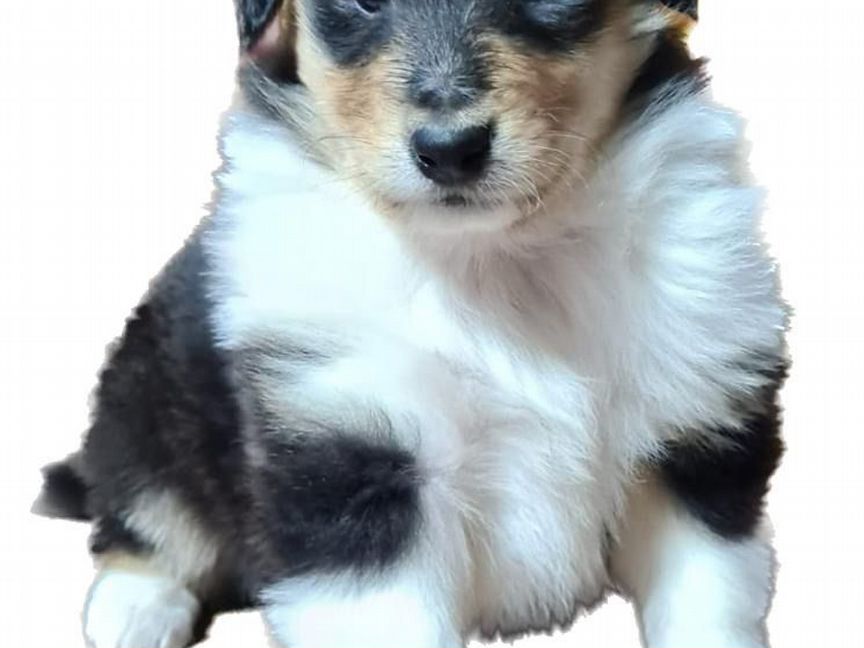 Щенки Колли длинношерстные