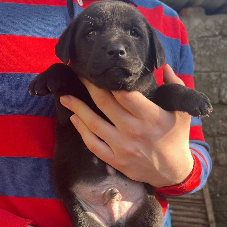 Щенок в добрые руки