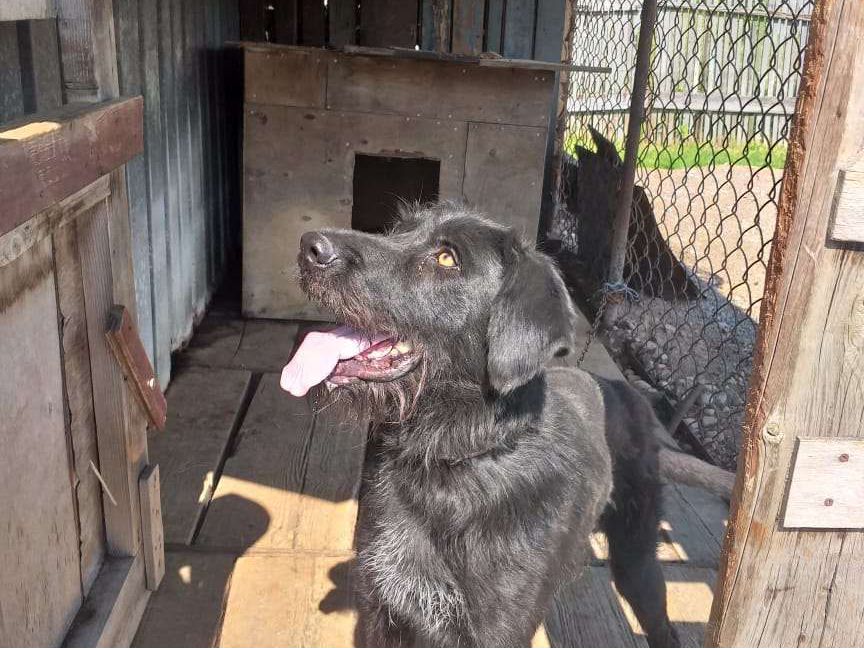 Собака в добрые руки