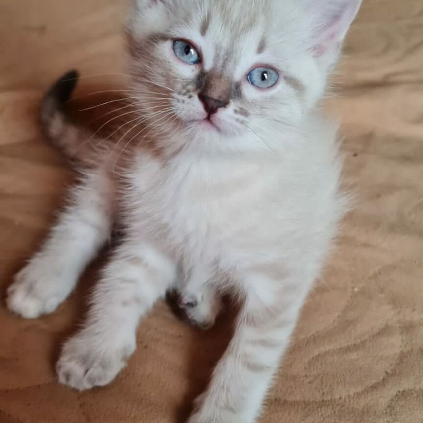 Котенок 1,5 месяца