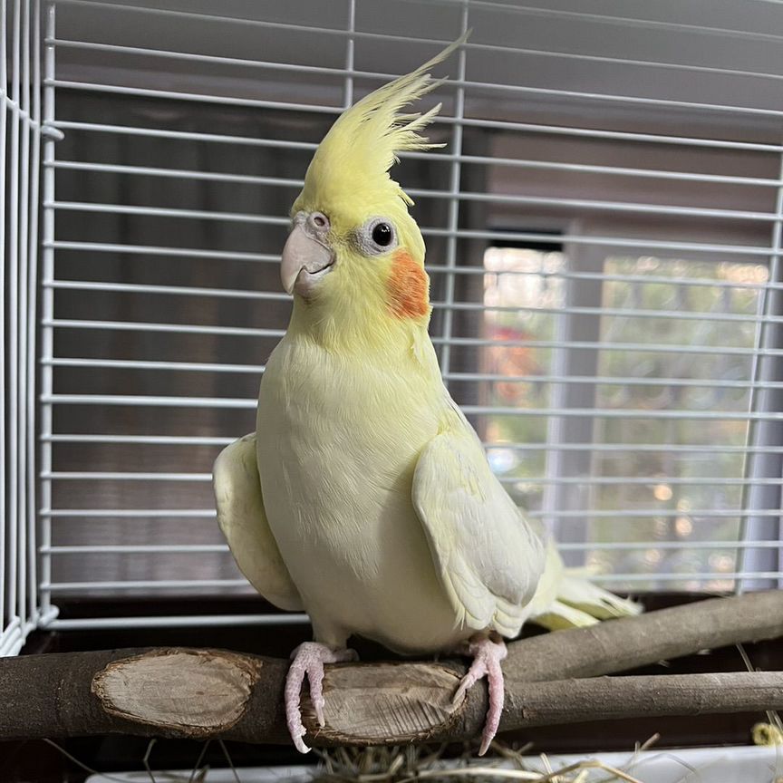 Попугай корелла с клеткой 4 месяца