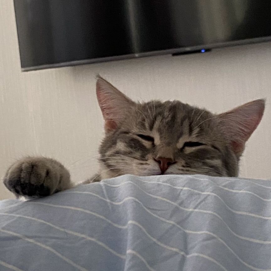 Отдам кошку в добрые руки