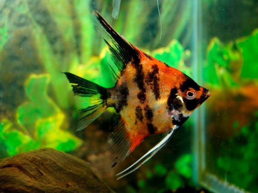 Рыбки и аквариумы