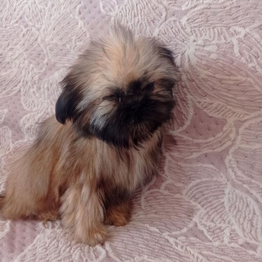 Щенки ши-тцу