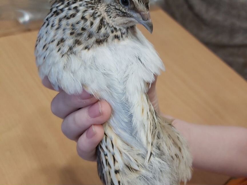 Продам перепелов,яйца