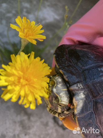 Красноухая черепаха с аквариумом