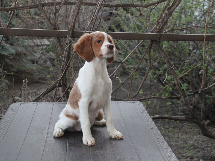 Бретонский эпаньоль щенки