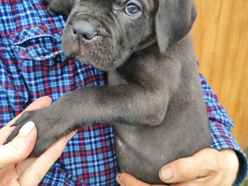 Итальянский Кане Корсо с документами РКФ