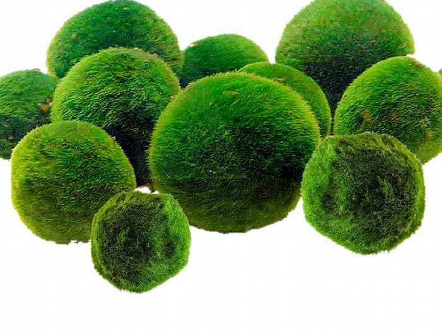 Кладофора шаровидная. Шарообразная водоросль