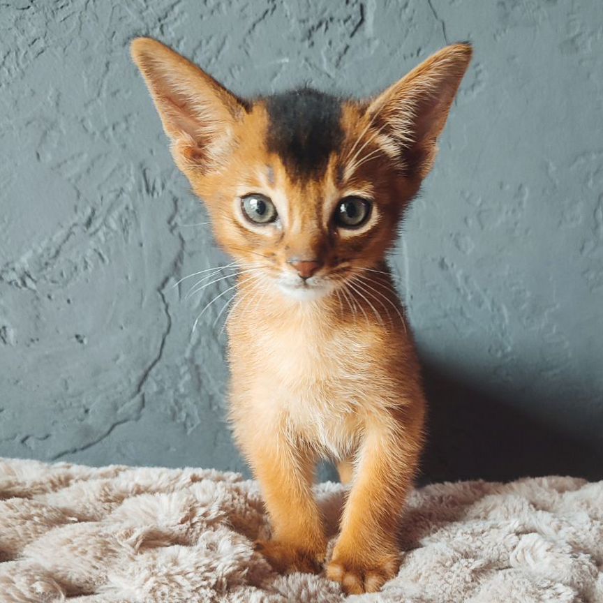 Абиссинские котята