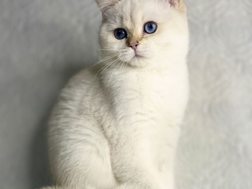 Британский шотландский котенок