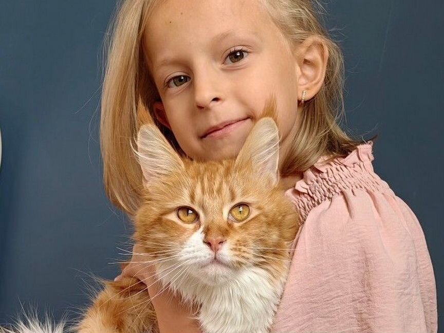 Шикарная кошка Мейн-кун