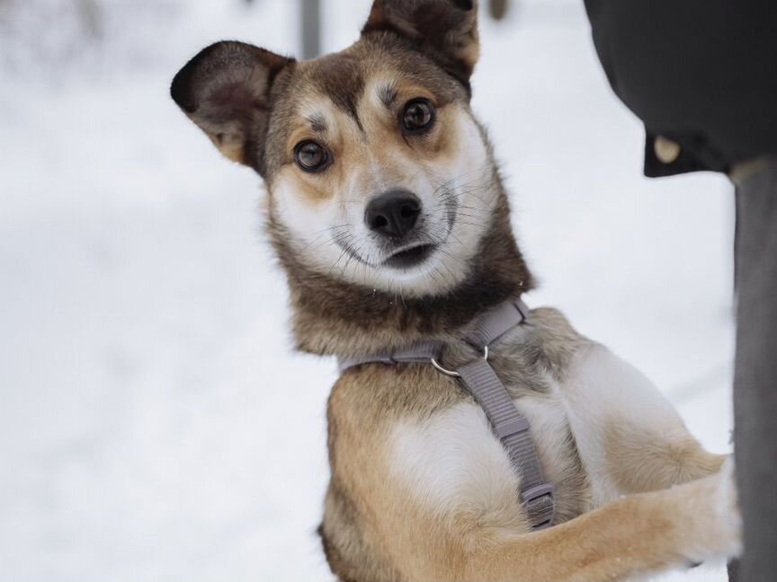 Крошка в поисках дома