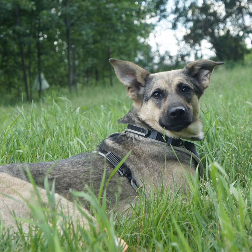 Собака в добрые руки, бесплатно, дар