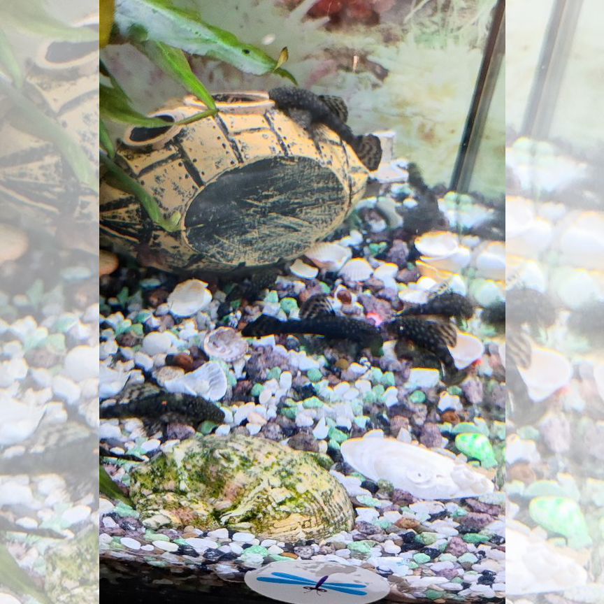 Сомики Анциструс