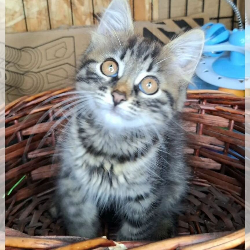 Котёнок в добрые руки