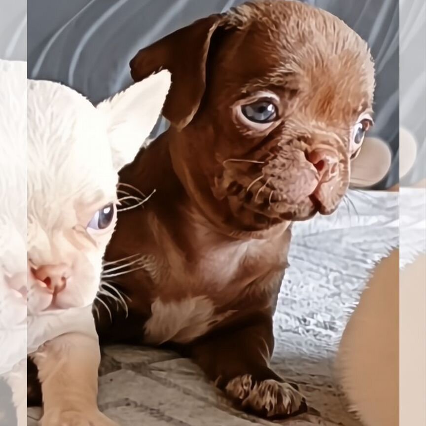 Чихуахуа, щенок