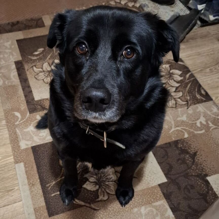 Лабрадор-ретривер, взрослая собака