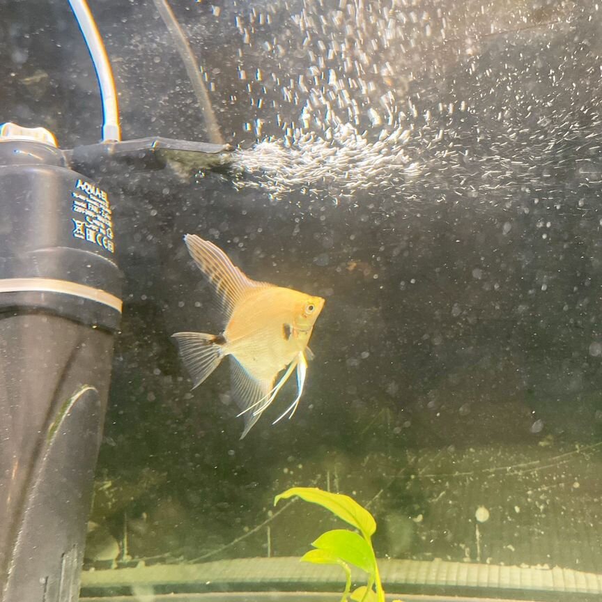 Рыба скалярия