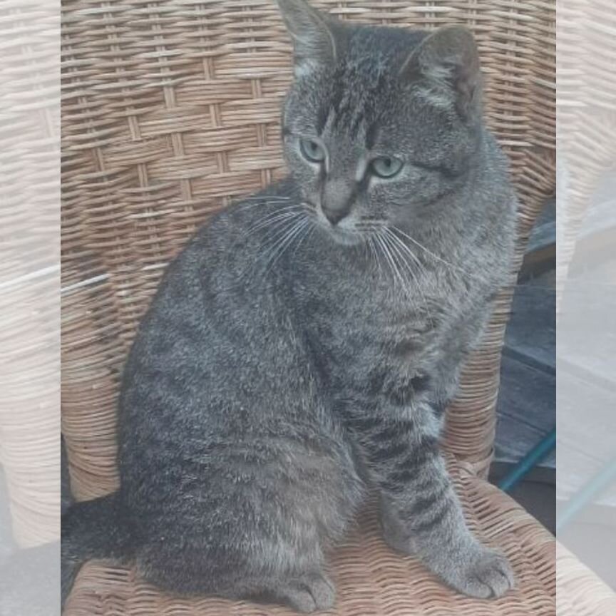 Взрослый кот в добрые руки