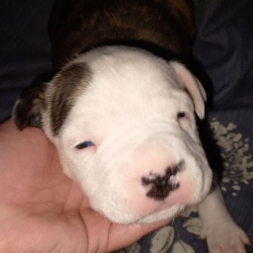 Американский стаффордширский терьер, щенок