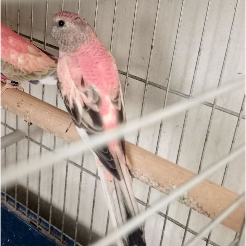 Розовобрюхий попугай (боурка)