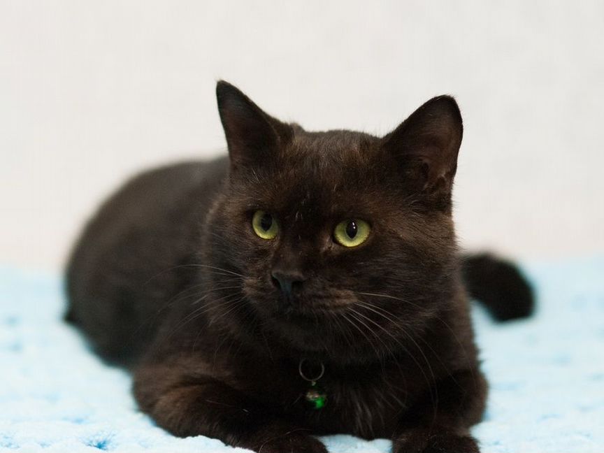 Фестер ищет дом