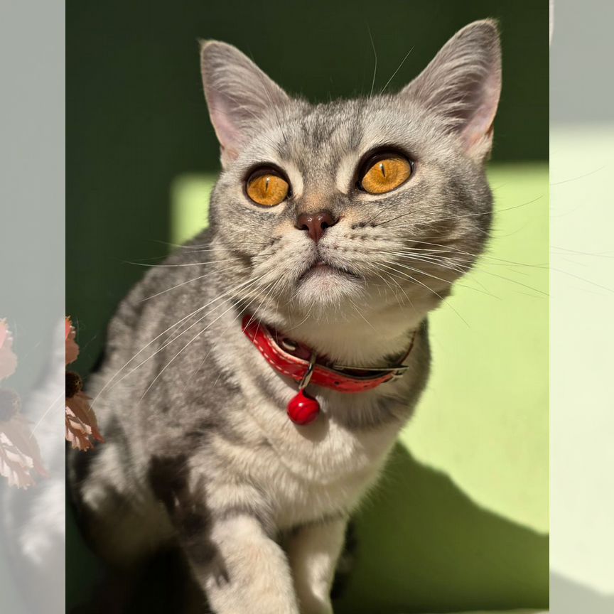 Кошка