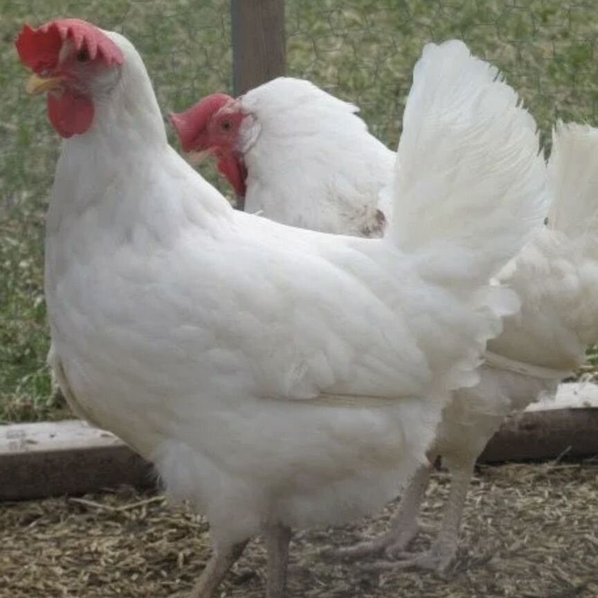 Куры несушки