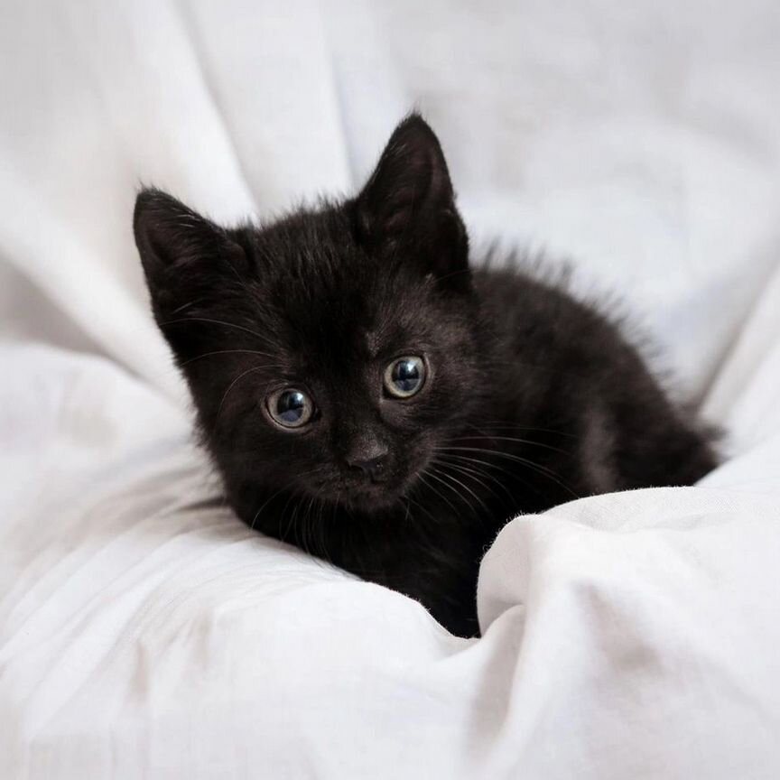 Девочка Чернышка 1,5 мес