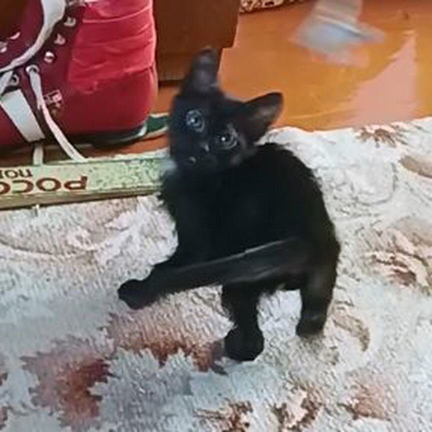 Черные котятки веселые ребятки