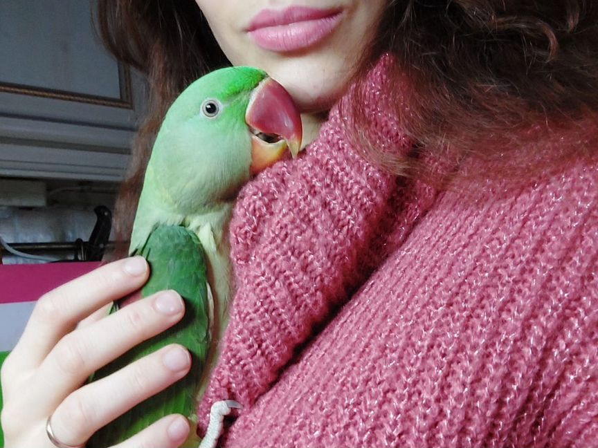 Александрийский попугай