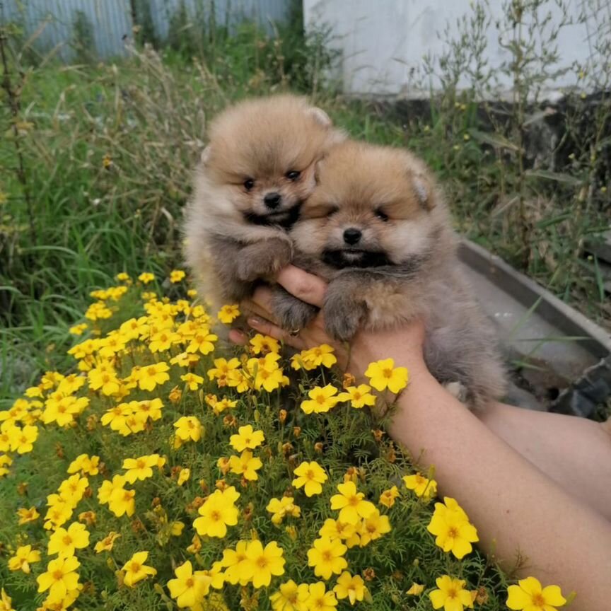 Померанский шпиц мини