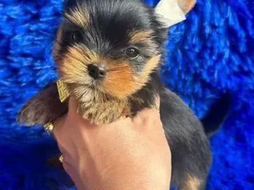 Щенки йоркширского терьера мини