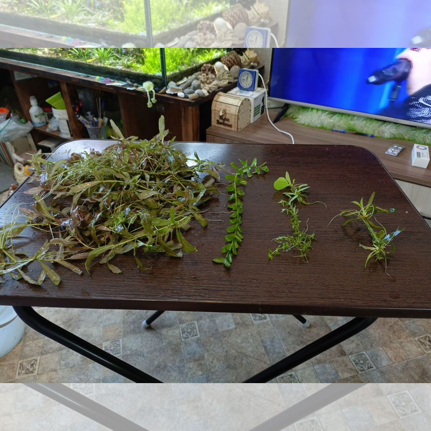 Аквариумные растения- набор