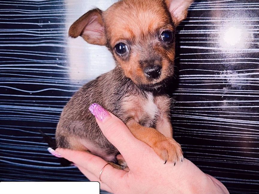 Мини малыши