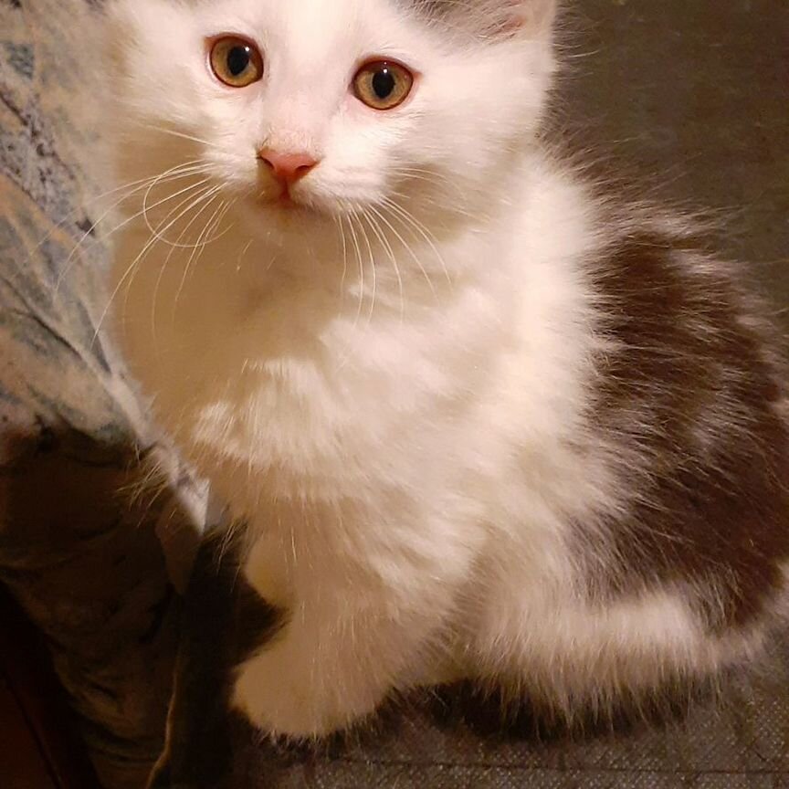 Котёнок - кошечка два месяца в добрые руки