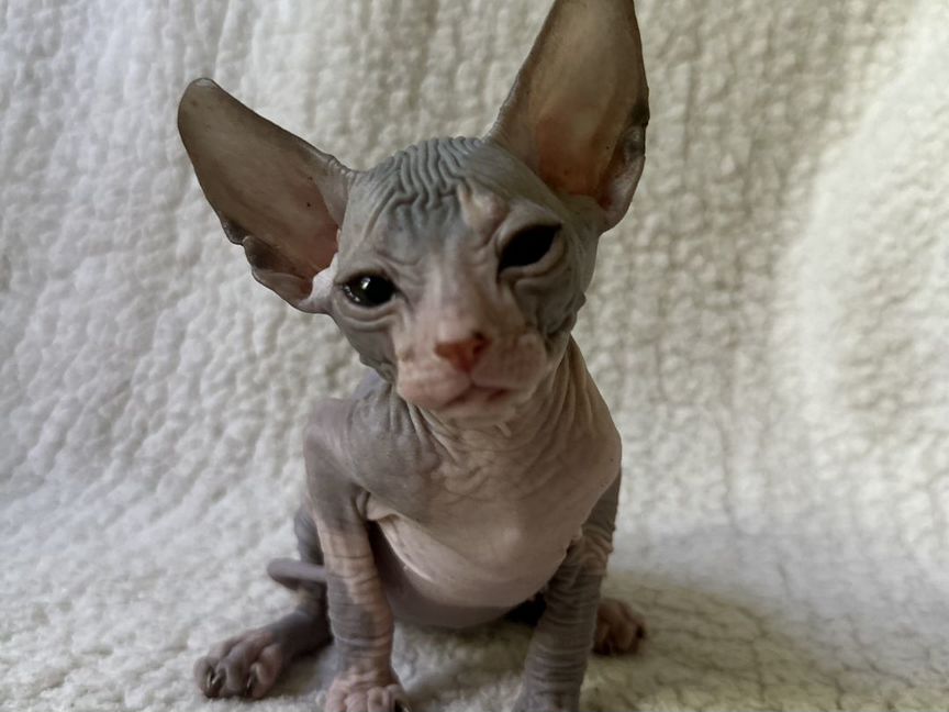 Лысые котята сфинкс