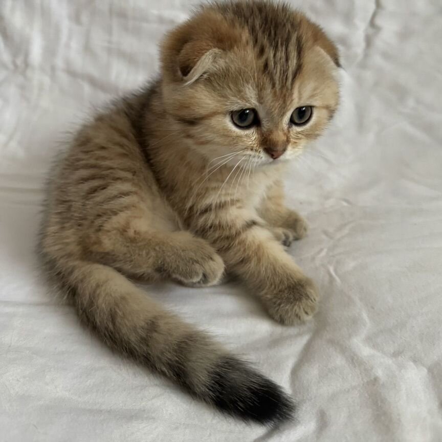 Продается шотландский кот 2 месяца