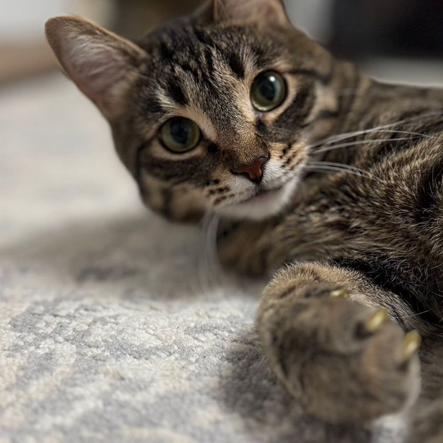 Отдам Котика 1,5 года в добрые руки